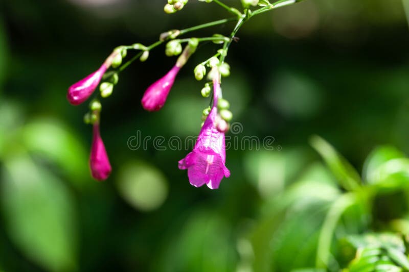 Flower of an Assam Indigo, Strobilanthes Cusia Stock Photo - Image of ...