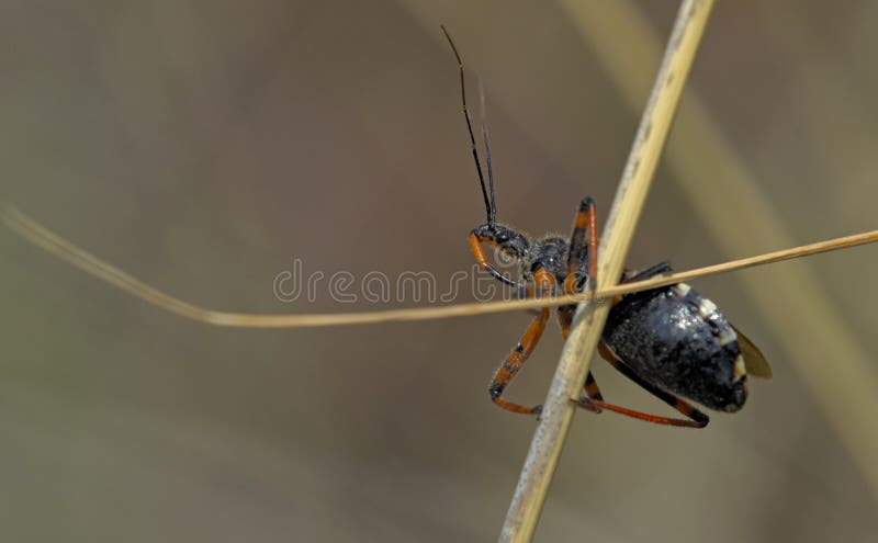 Flower assassin bug stock photo. Image of rhinocoris - 239796614