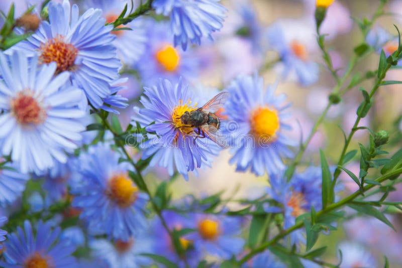 Flower, Aster, Spring, Nectar Stock Image - Image of pollinator, plant ...