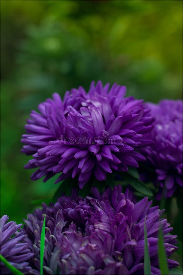 Flower Astra stock image. Image of flowerbed, plant - 102813225