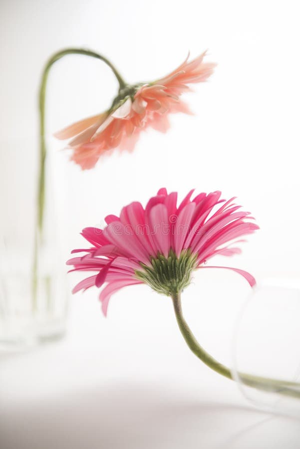 Flower attraction stock photo. Image of gerbera, passion - 49478694