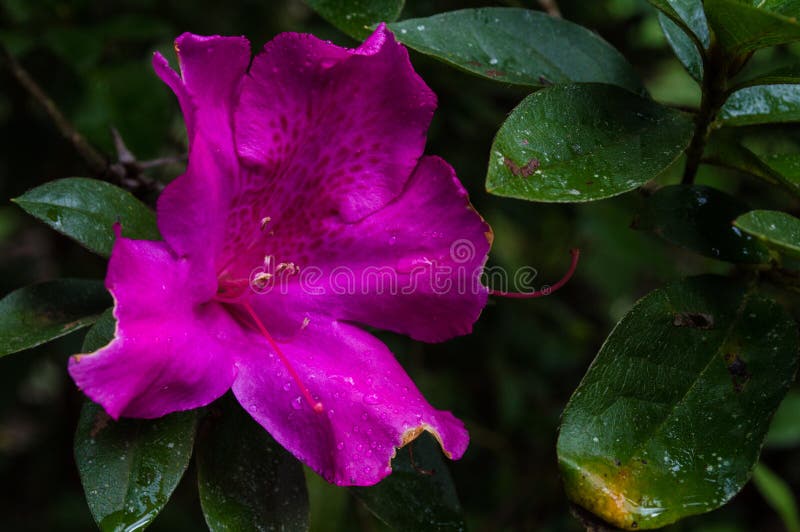 Flower in Azaleia Call Rose Color Stock Image - Image of colors ...