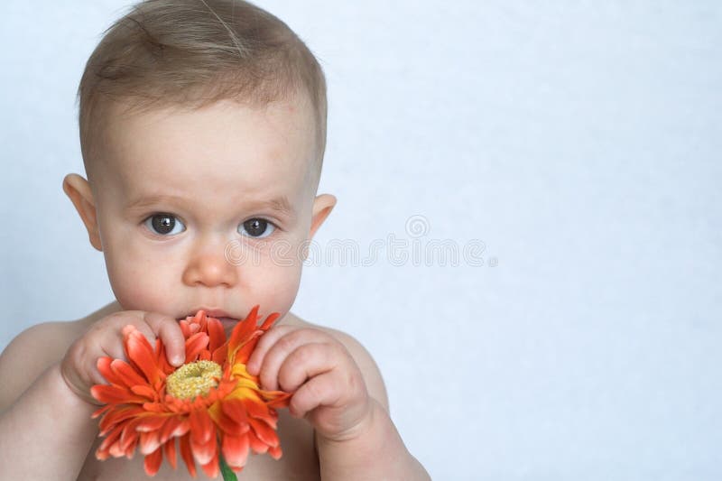 Flower Baby stock image. Image of precious, gorgeous, gaze - 2064945