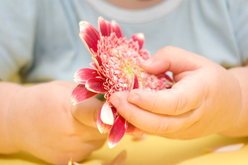 A flower in baby s hands stock image. Image of cute, gerber - 8254823