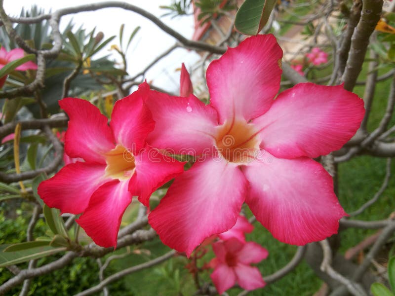 Flower stock photo. Image of view, flower, back, ground - 43221916