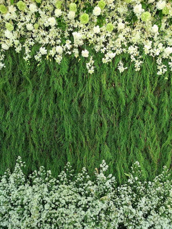 Flower Backdrop Designs Background Stock Photo - Image of fresh, floral ...