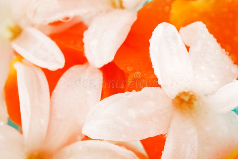 Sepalika Flower stock photo. Image of northern, thailand - 15062800