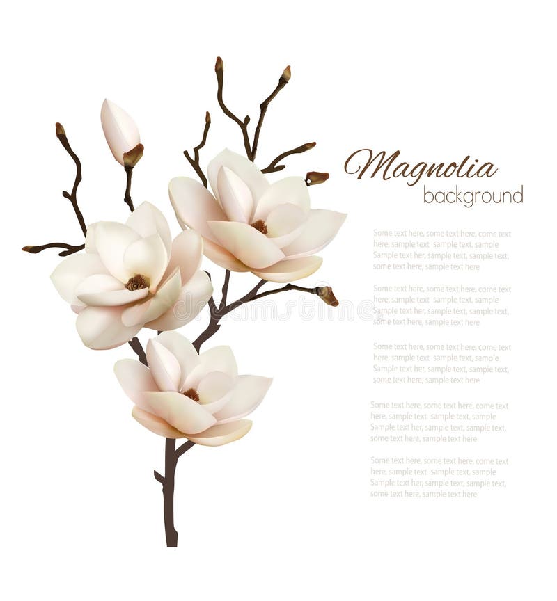 Flower Background with Beautiful Magnolia. Stock Vector - Illustration ...