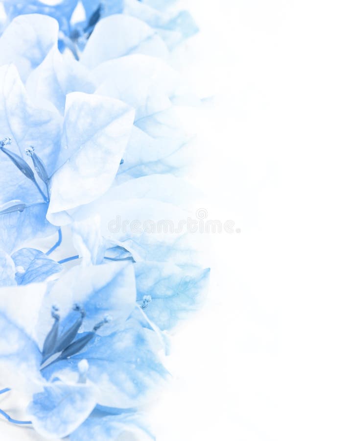 Soft Blue Floral Background. Stock Photo - Image of abstract, card ...