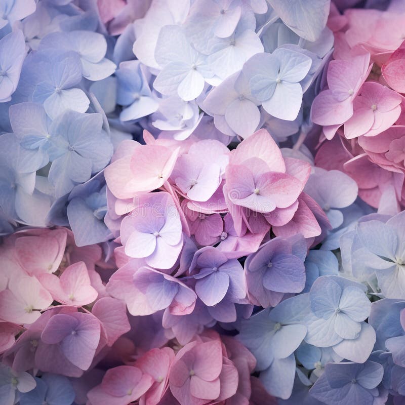 Single Hydrangeas Stock Illustrations – 76 Single Hydrangeas Stock ...