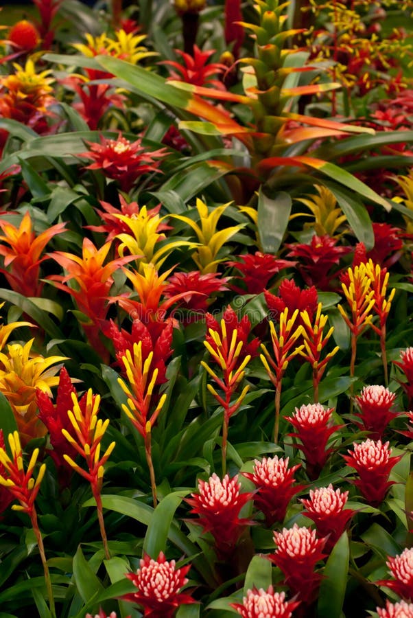 Bromelia stock image. Image of plant, production, bromelija - 5977413