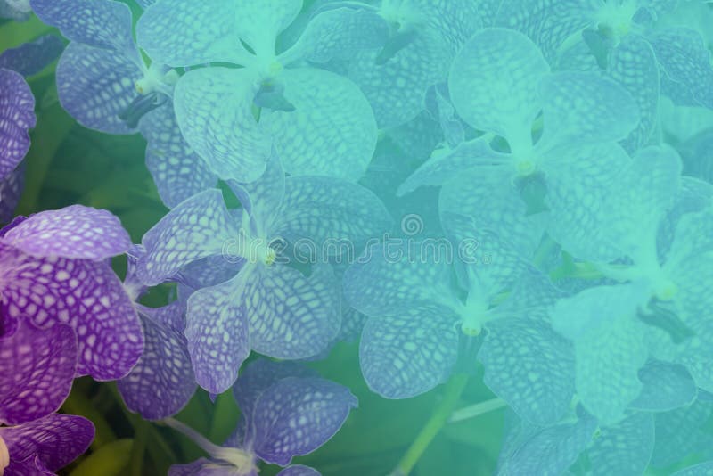 Flower Background with Color Shading Stock Illustration - Illustration ...