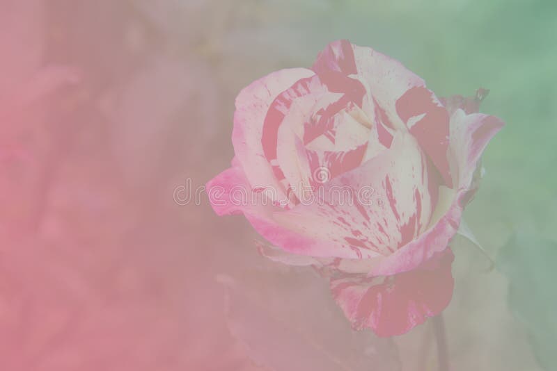 Flower Background with Color Shading Stock Illustration - Illustration ...