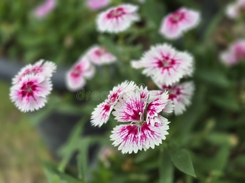 Flower background. stock photo. Image of color, elegant - 313552178