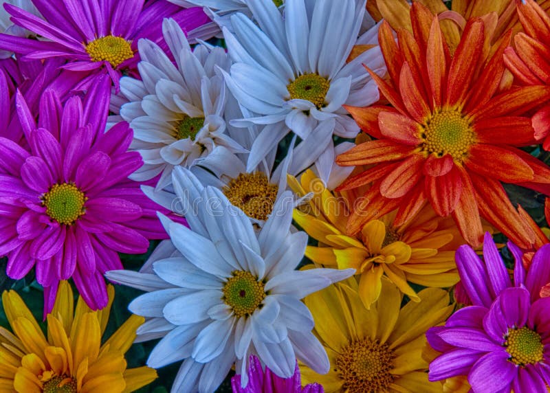 Flower background stock photo. Image of flower, abstract - 98748690