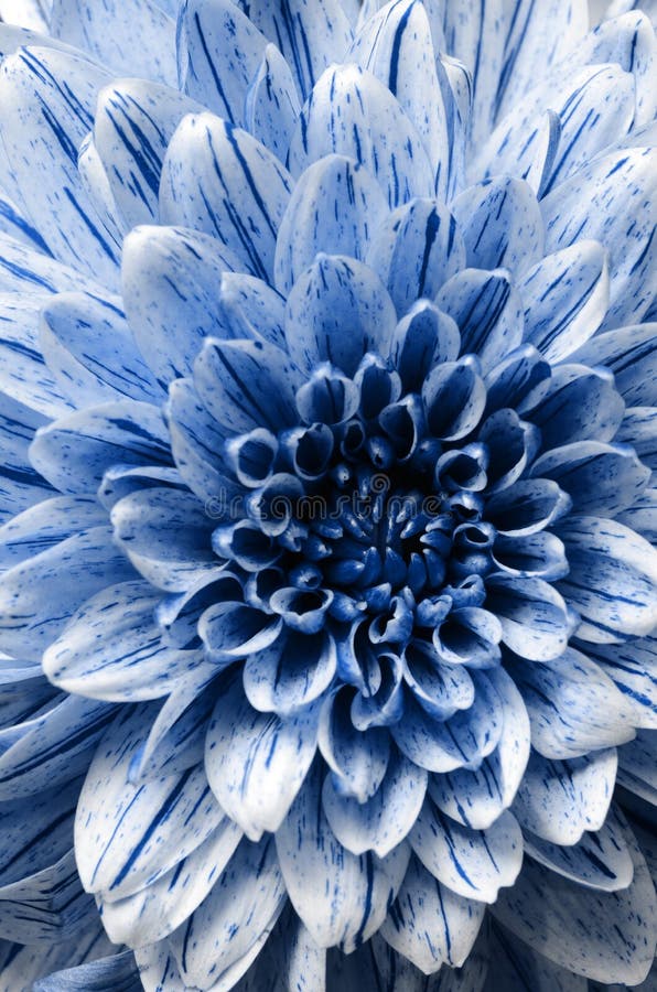 Flower Background, Macro and Details of Blue Aster Stock Image - Image ...