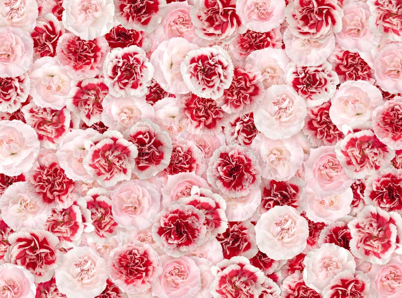 Flower Background from a Pink and Red Carnation Stock Image - Image of ...