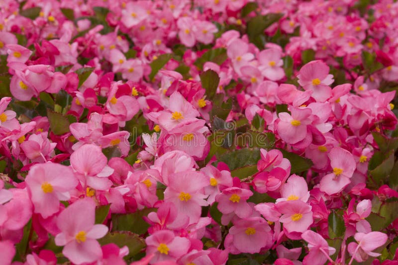 Flower Background, Pink Sea, Texture Stock Photo - Image of green ...
