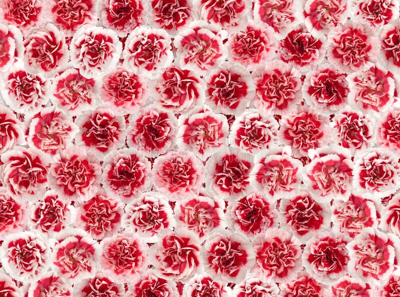 Flower Background from a Red Carnation Stock Image - Image of ...