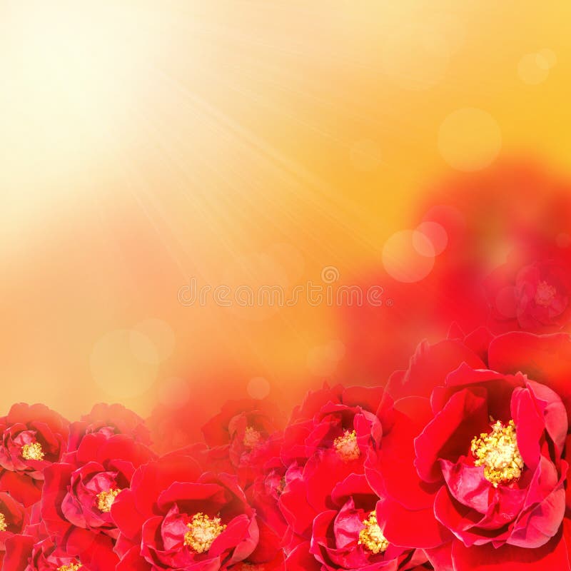 Flower Background. Red Rose Stock Photo - Image of floral, fresh: 40543348