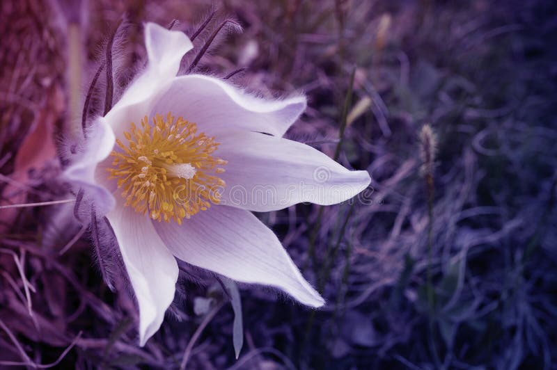 Flower background stock image. Image of beautiful, purple - 45482491