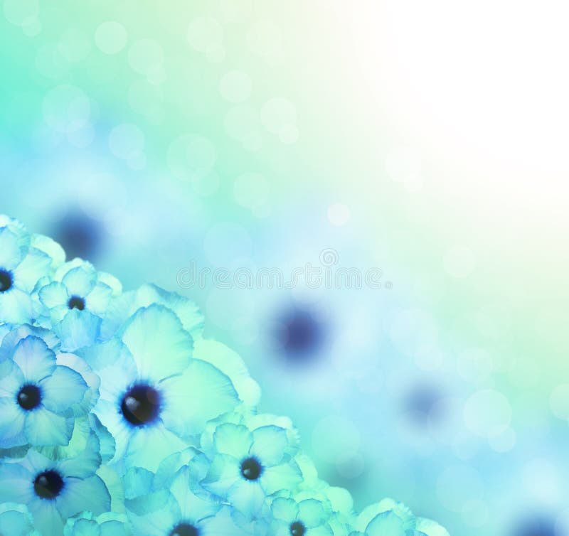 Flower Background. Sky Blue Azalea Flowers Stock Photo - Image of ...