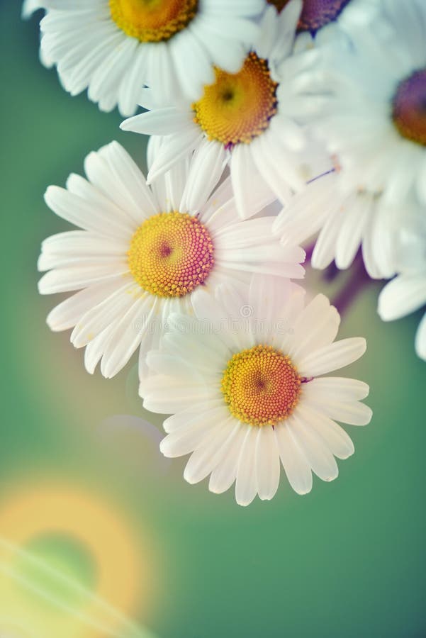 Flower Background with Sun Rays and Colour Filters Stock Image - Image ...