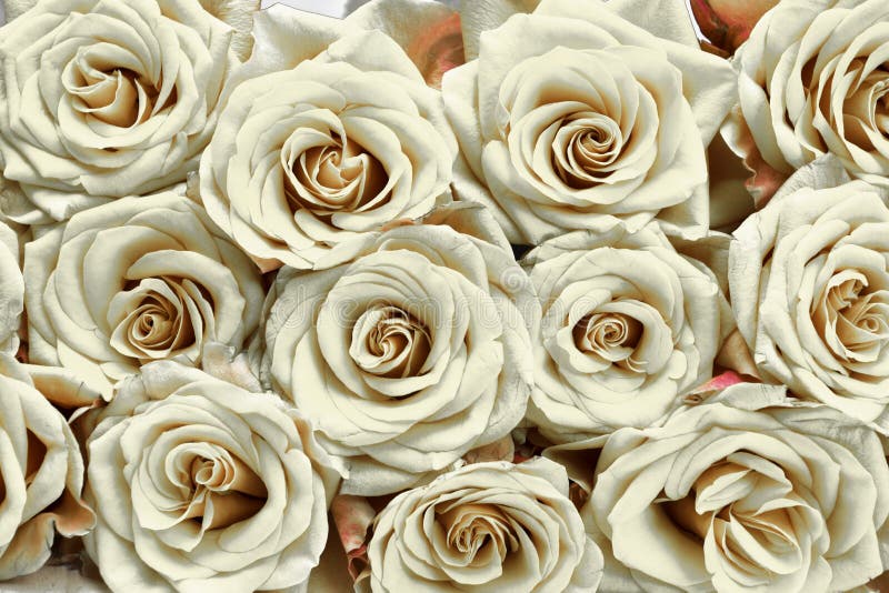 Flower Background with White Roses Stock Photo - Image of bouquet ...