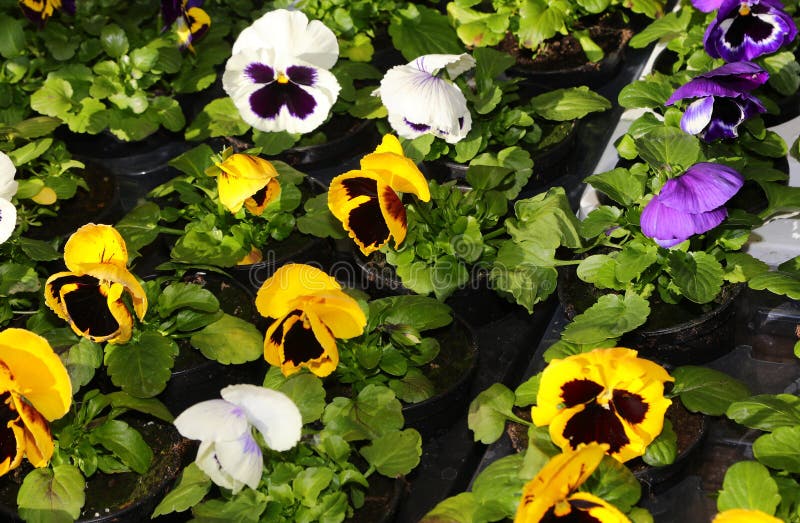 Flower Background Yellow and White Primrose Flowers Stock Photo - Image ...