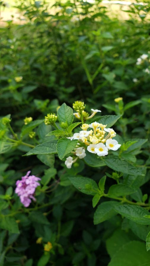 Flower Backyard Morning Green Fresh Nature Stock Image - Image of ...