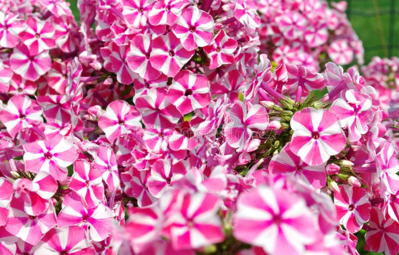 Flower bad. stock photo. Image of lilac, horizontal, garden - 20525988