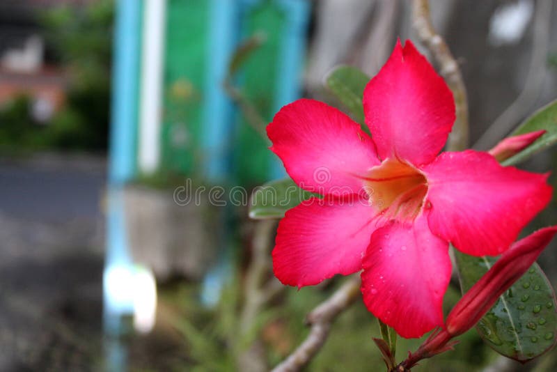 Flower from bali stock image. Image of season, bali - 209891285