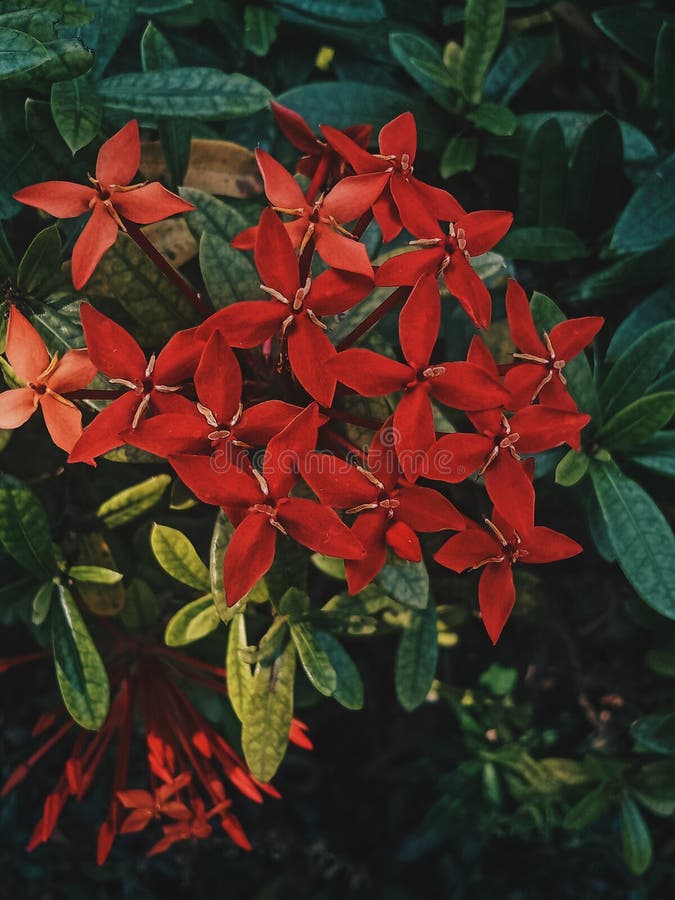 The Flower from Bali Pulau Dewata is Very Beautiful Stock Photo - Image ...