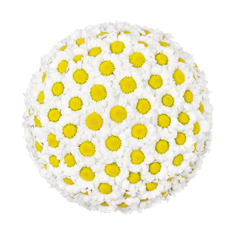Flower ball stock photo. Image of bright, chamomile, bloom - 18333864