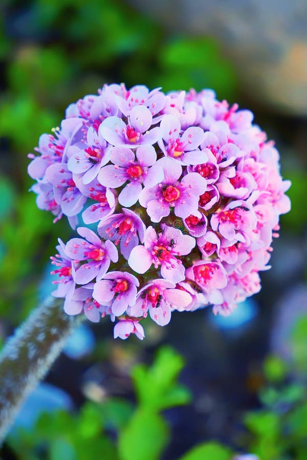 Flower Ball with Many Small Flowers with a Blurred Background Stock ...
