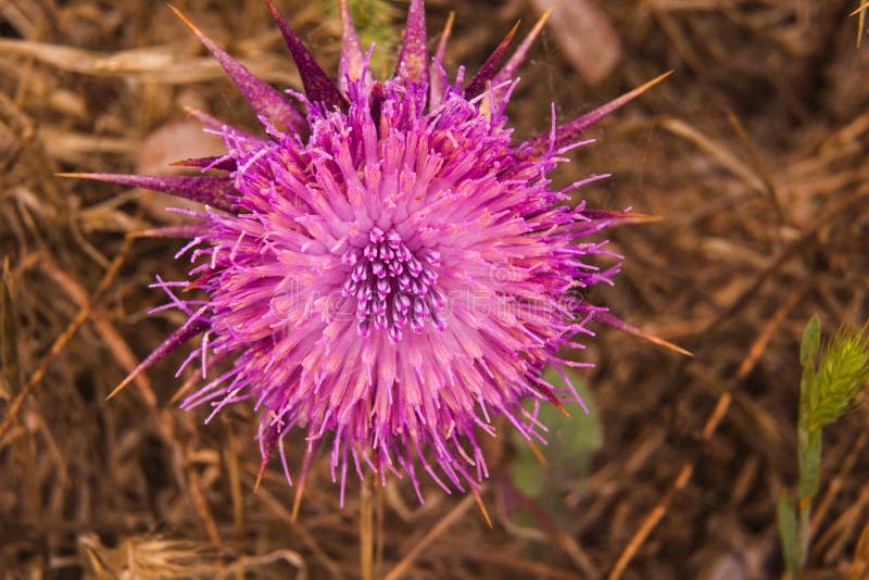 Flower Barb Stock Photos - Download 2,275 Royalty Free Photos