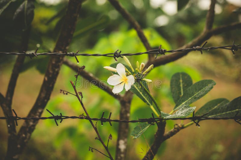 Flower and barb wire stock image. Image of closeup, farm - 49805367