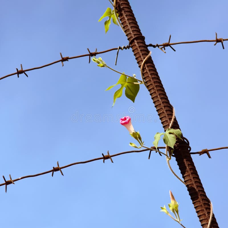 1,359 Flower Barbed Wire Stock Photos - Free & Royalty-Free Stock ...