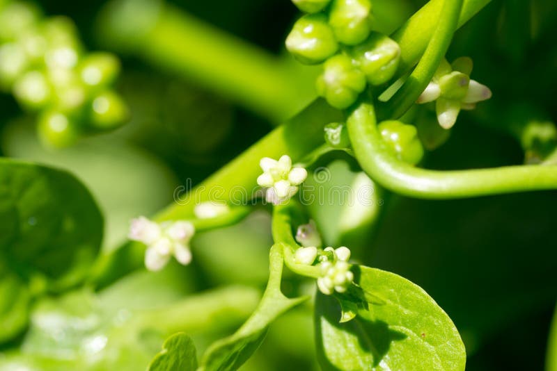 Flower of basella alba stock image. Image of spinach - 77582327