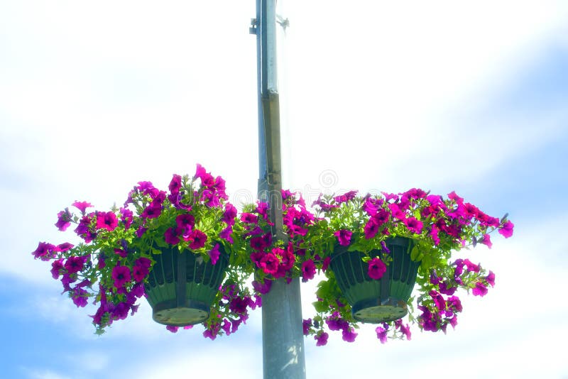 Flower basket on a post stock photo. Image of green, suburbs - 25343590