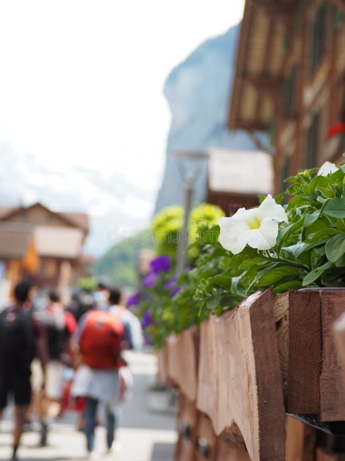 Flower Be Side the Walk Way Stock Image - Image of landscape, garden ...