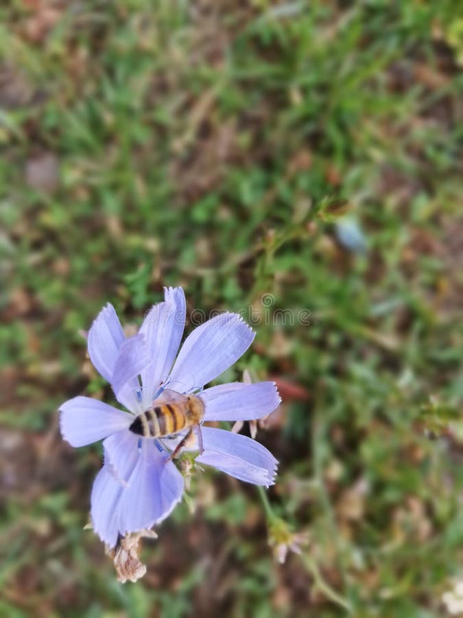 Flower with Bea on it Made with Blende Cool Stock Image - Image of ...