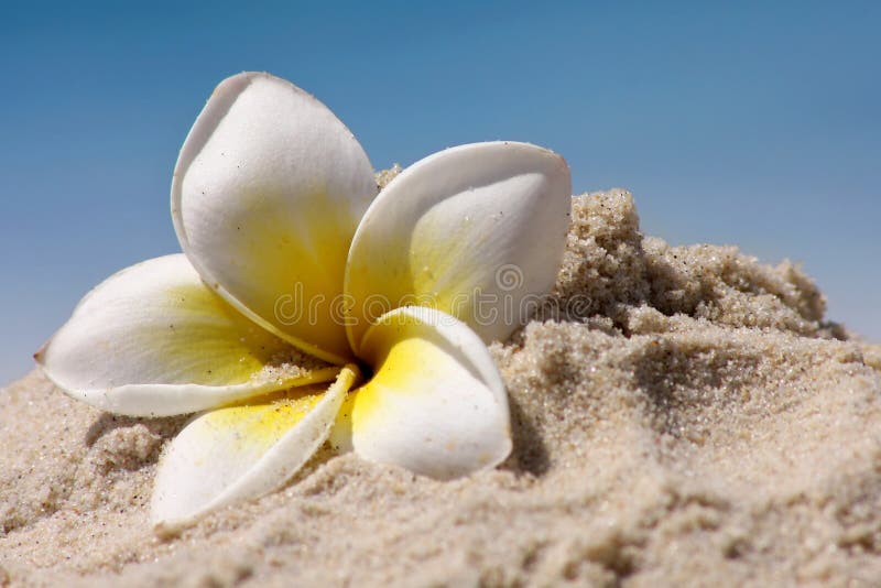 Flower on Beach stock photo. Image of vacation, wonderful - 10619018