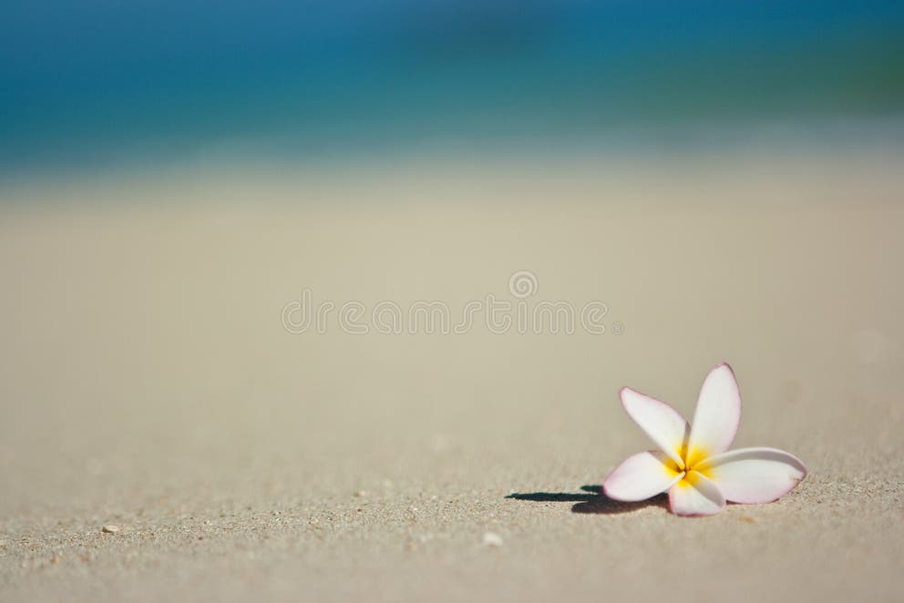 Flower on beach stock photo. Image of pink, yellow, sunlight - 12691728