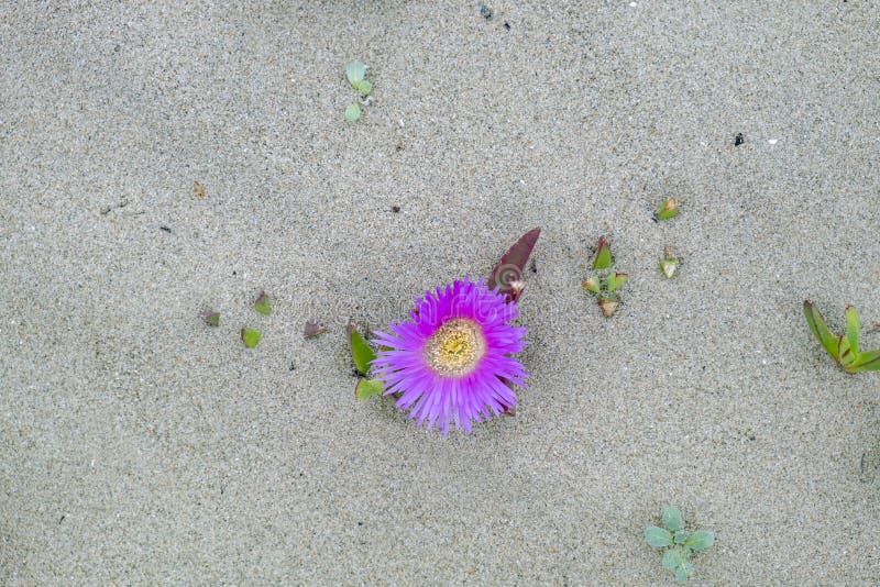 Flower Beach Beauty: White and Pink Flowers Close Up in Beach Landscape ...