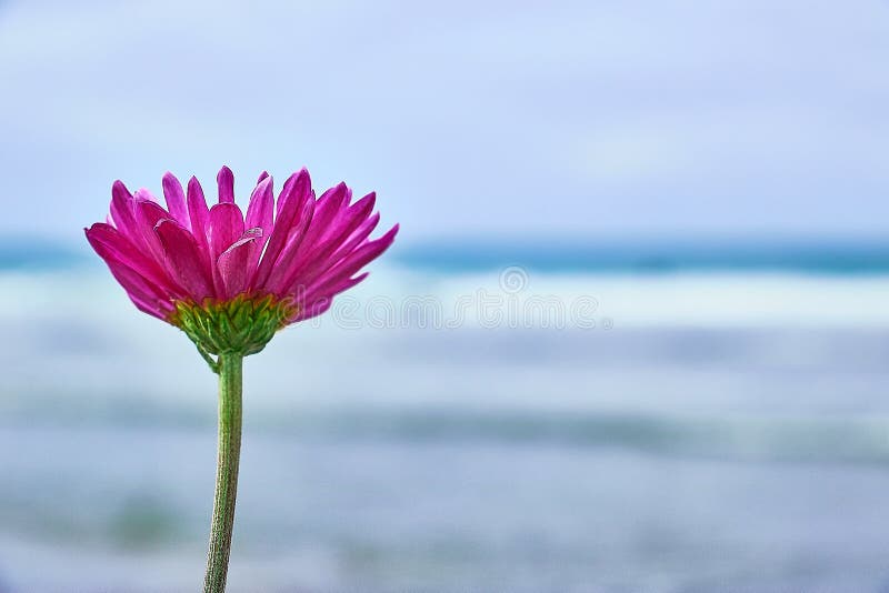 A flower in the beach stock photo. Image of blanca, animal - 185398538