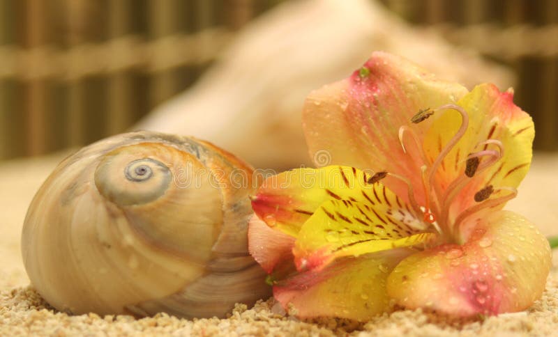Flower on Beach with Seashell and Bamboo Fence in Background Stock ...