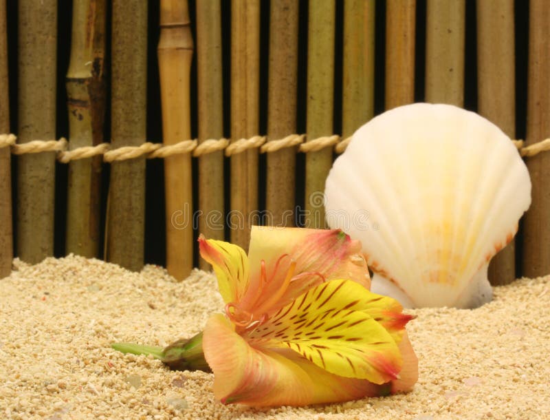 Flower on Beach with Seashell and Bamboo Fence in Background Stock ...