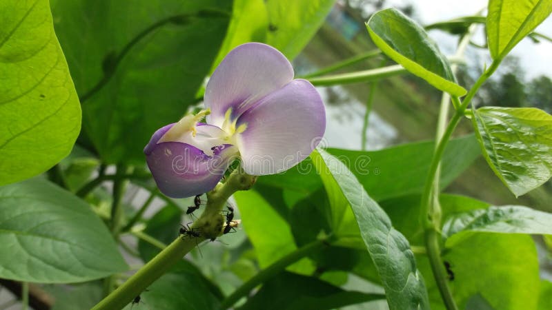 Flower Bean Flower in Plant Stock Photo - Image of food, produce: 193551568
