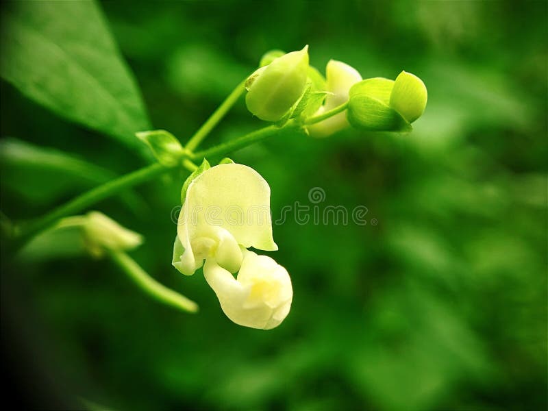 Flower Beans that are Blooming To Be Ready To Be Fruit Stock Image ...